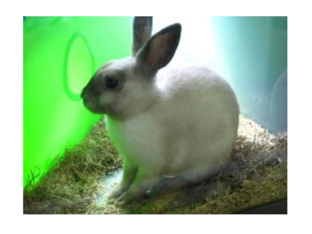 L'alimentation du lapin - Clinique Vétérinaire de la Renardière
