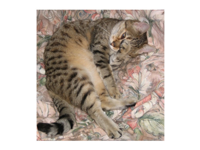 Pourquoi un chat vacciné attrape-t-il le coryza - Clinique Vétérinaire ...