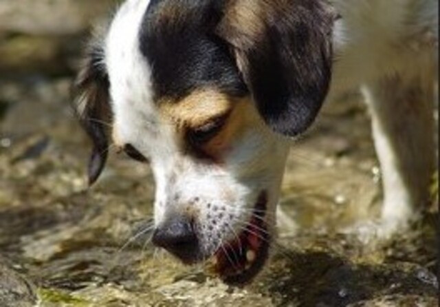 Coprophagie - Clinique Vétérinaire de la Renardière