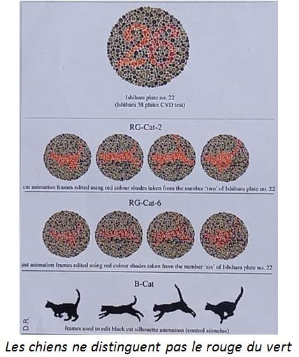 La vision chez le chien - Clinique Vétérinaire de la Renardière