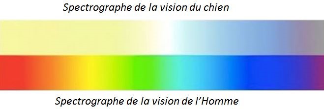 La vision chez le chien - Clinique Vétérinaire de la Renardière