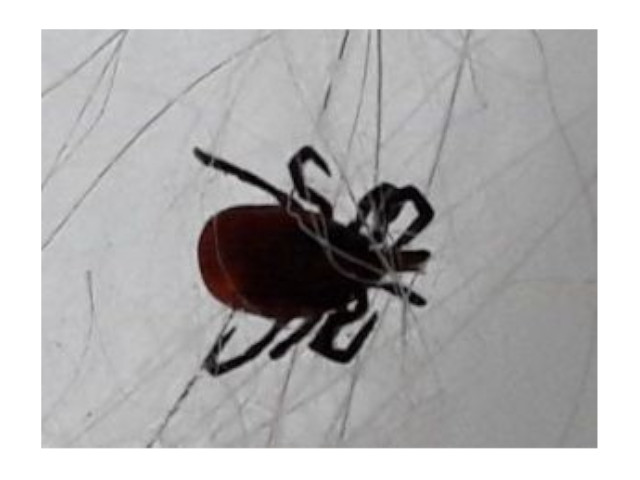 Les tiques du chat et les maladies vectorielles - Clinique Vétérinaire ...