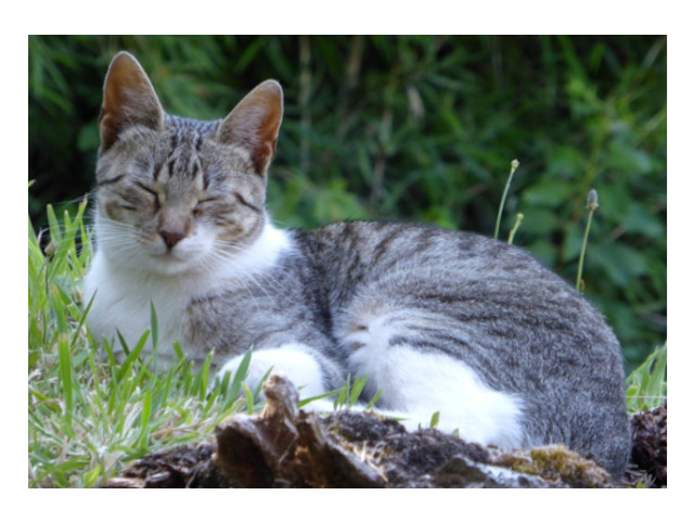 Un nouvel espoir dans le traitement contre la PIF - Clinique ...