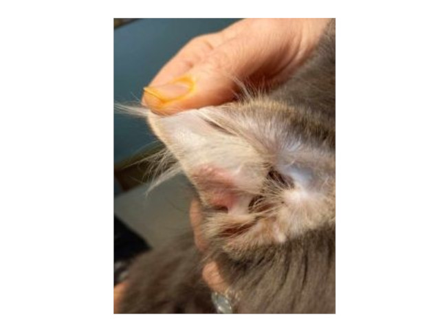 La teigne chez nos animaux de compagnie - Clinique Vétérinaire de la ...